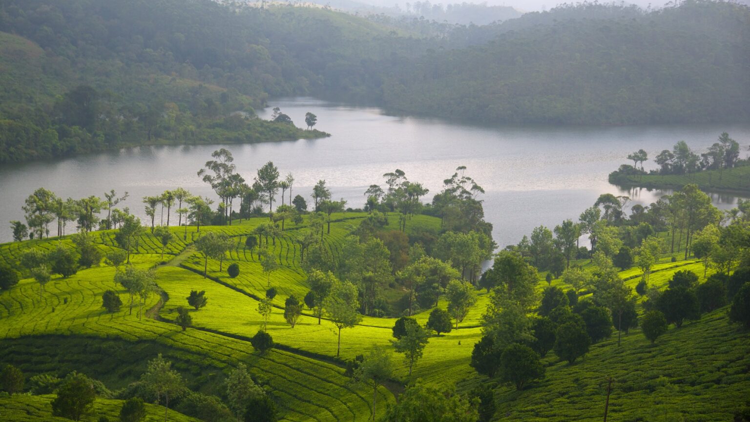 Best Time to Visit Munnar with Family : A Complete Guide