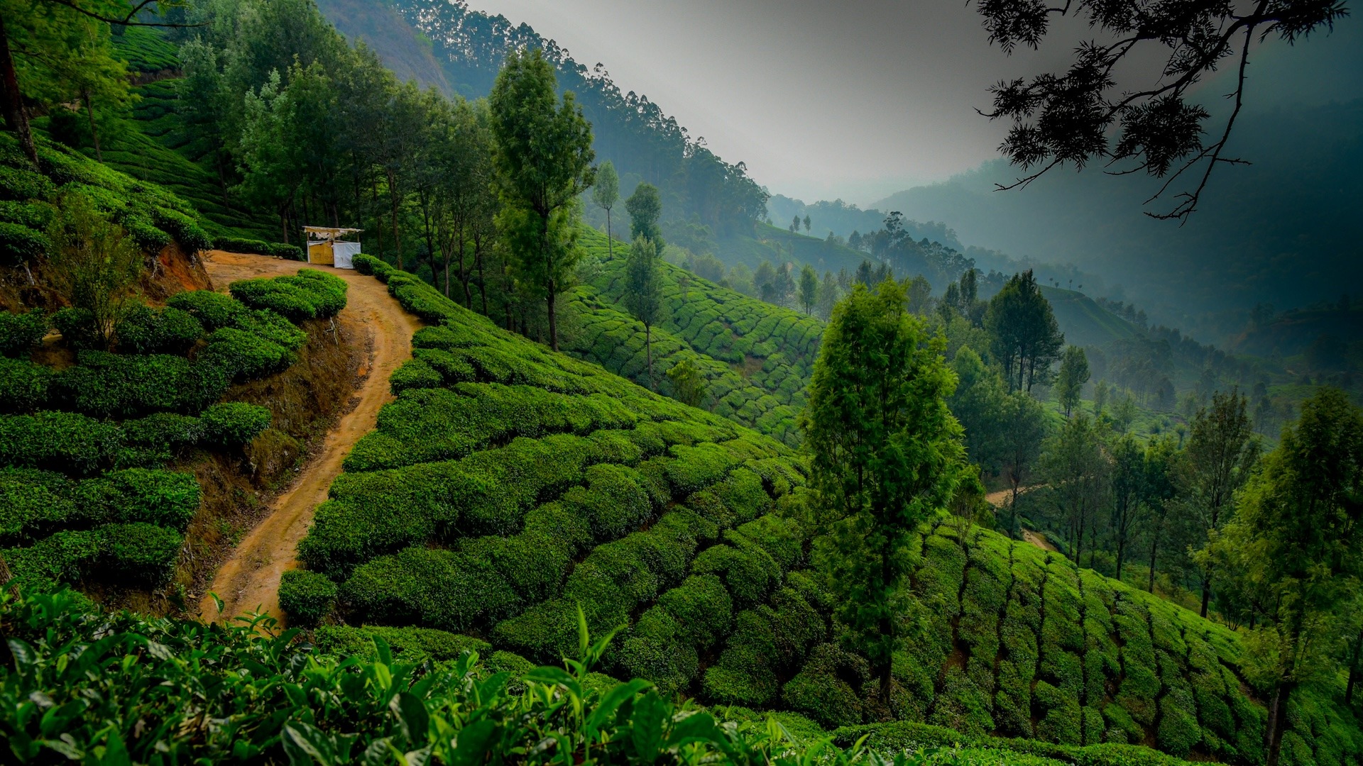 Aurum Resort Munnar-Experience The Luxury | Rainwood Hotels